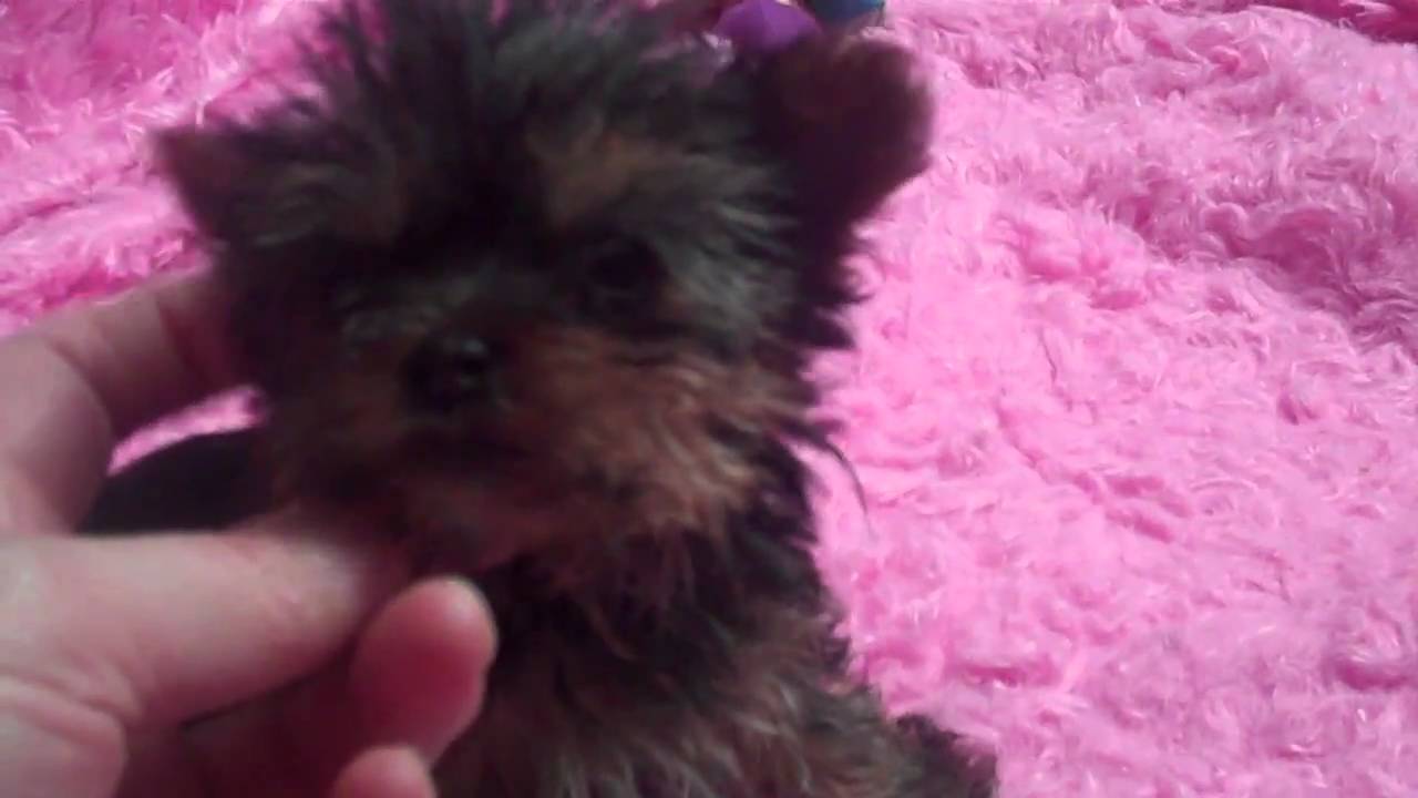 YORKIE Super small Pocket Baby Little Female Yorkie Tiny Paws and Claws ...