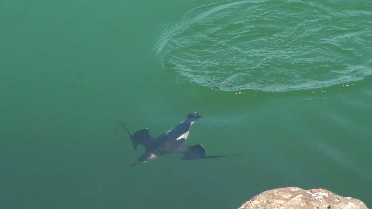 Razorbill in Slow-Motion Underwater! - YouTube