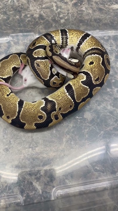 Ball Python Live Feeding - YouTube
