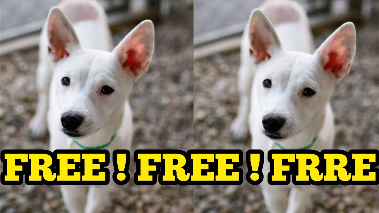 FREE ! FREE | Basenji dog Pomeranian mix available for free adoption ...