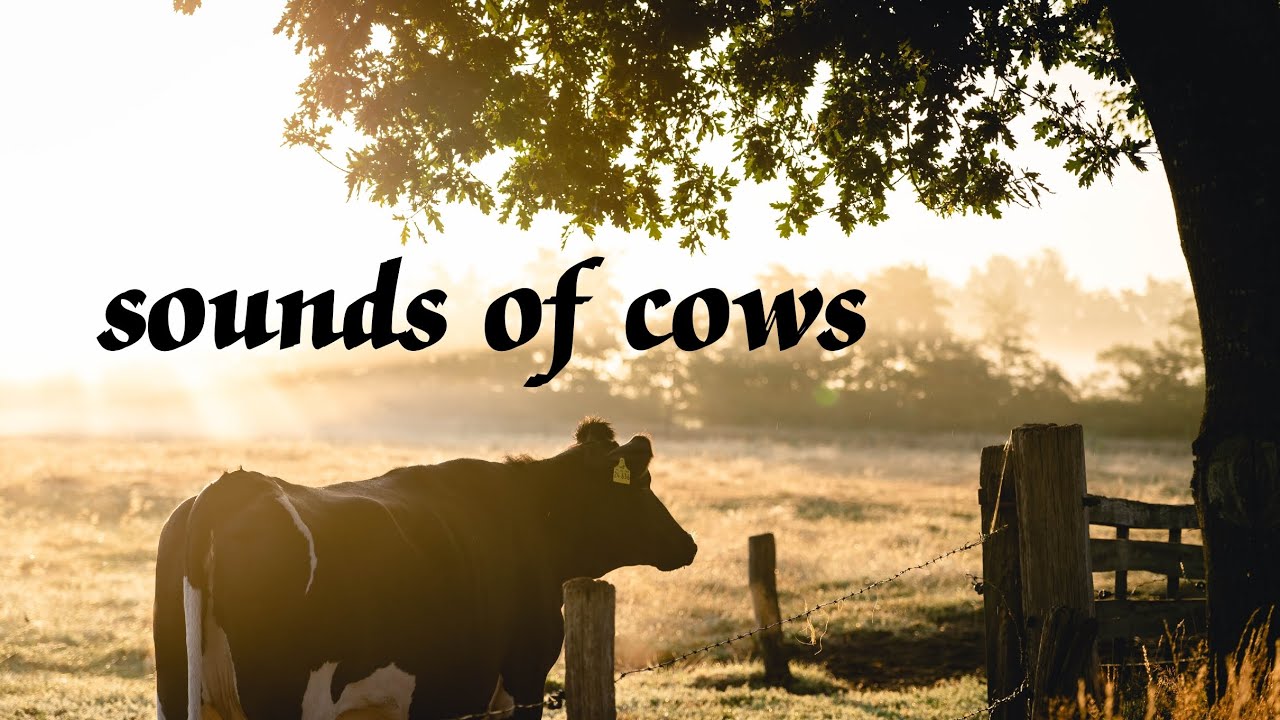 sounds and photos of cows - YouTube