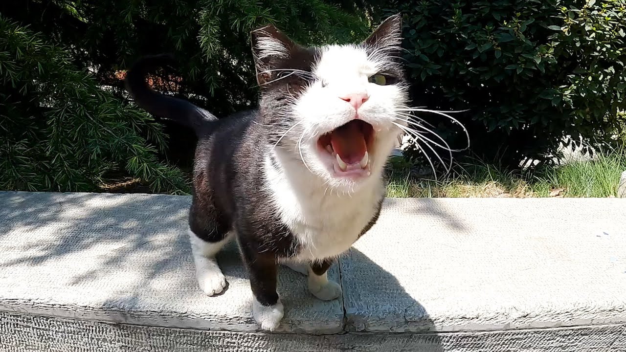 This hungry one-eyed tuxedo cat is always angry - YouTube