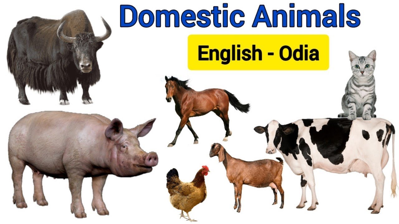 Domestic Animals Name in English & Odia | ହିଂସ୍ରପଶୁ ନାମ | Different ...