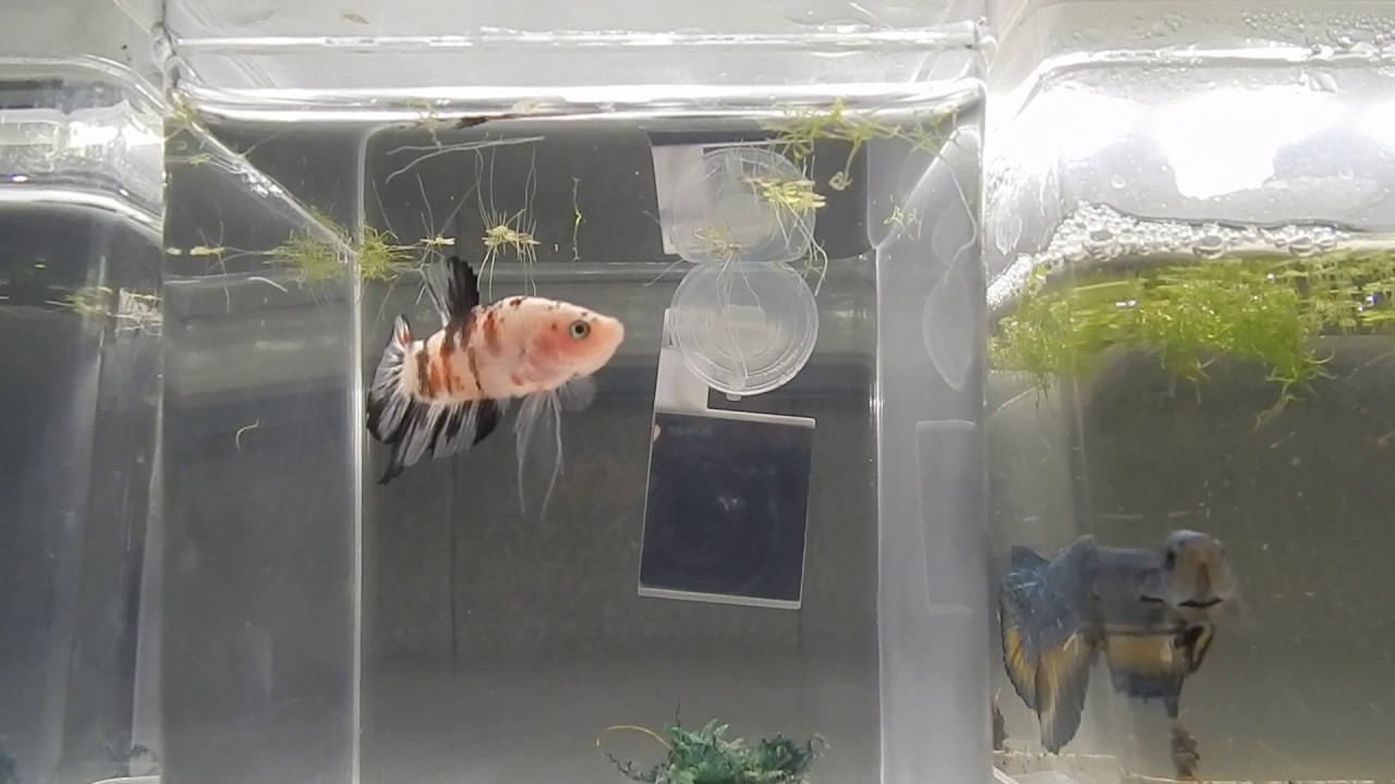 Betta Macho Pk Koi /marmol multicolor - YouTube
