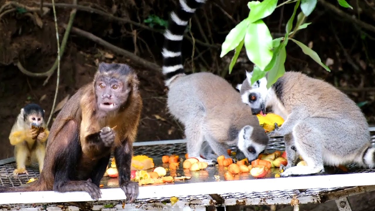 Monkeys and Funny Strange monkeys. with relaxing music - YouTube
