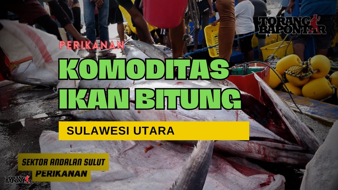 PERIKANAN DI BITUNG - YouTube