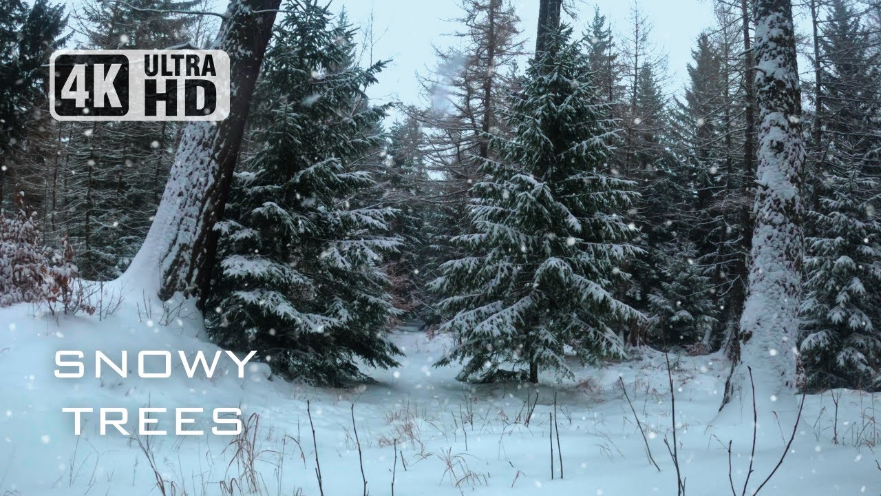 Relax and Unwind: Snowy Forest Scene with Calming Snowfall in 4K Ultra ...