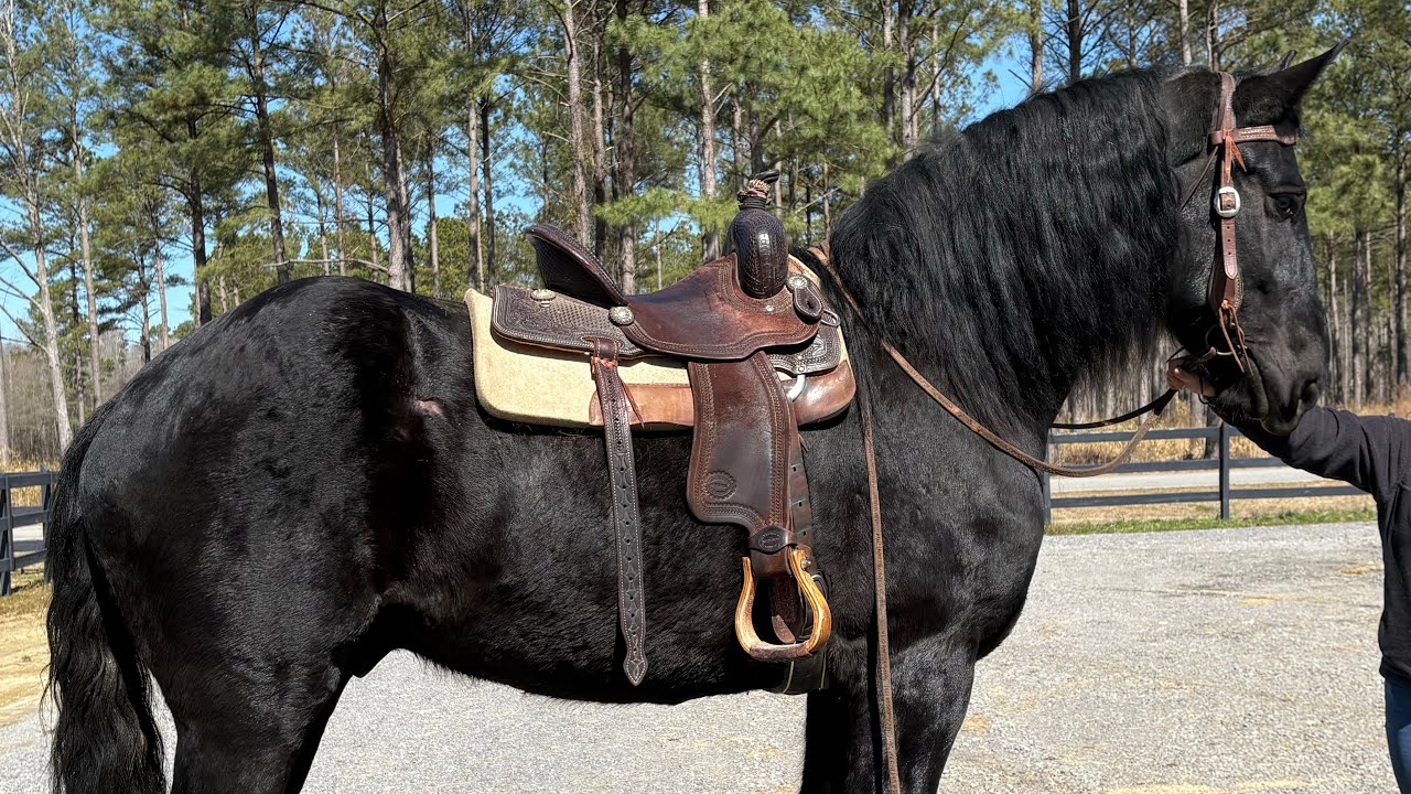 Percheron cross riding - YouTube