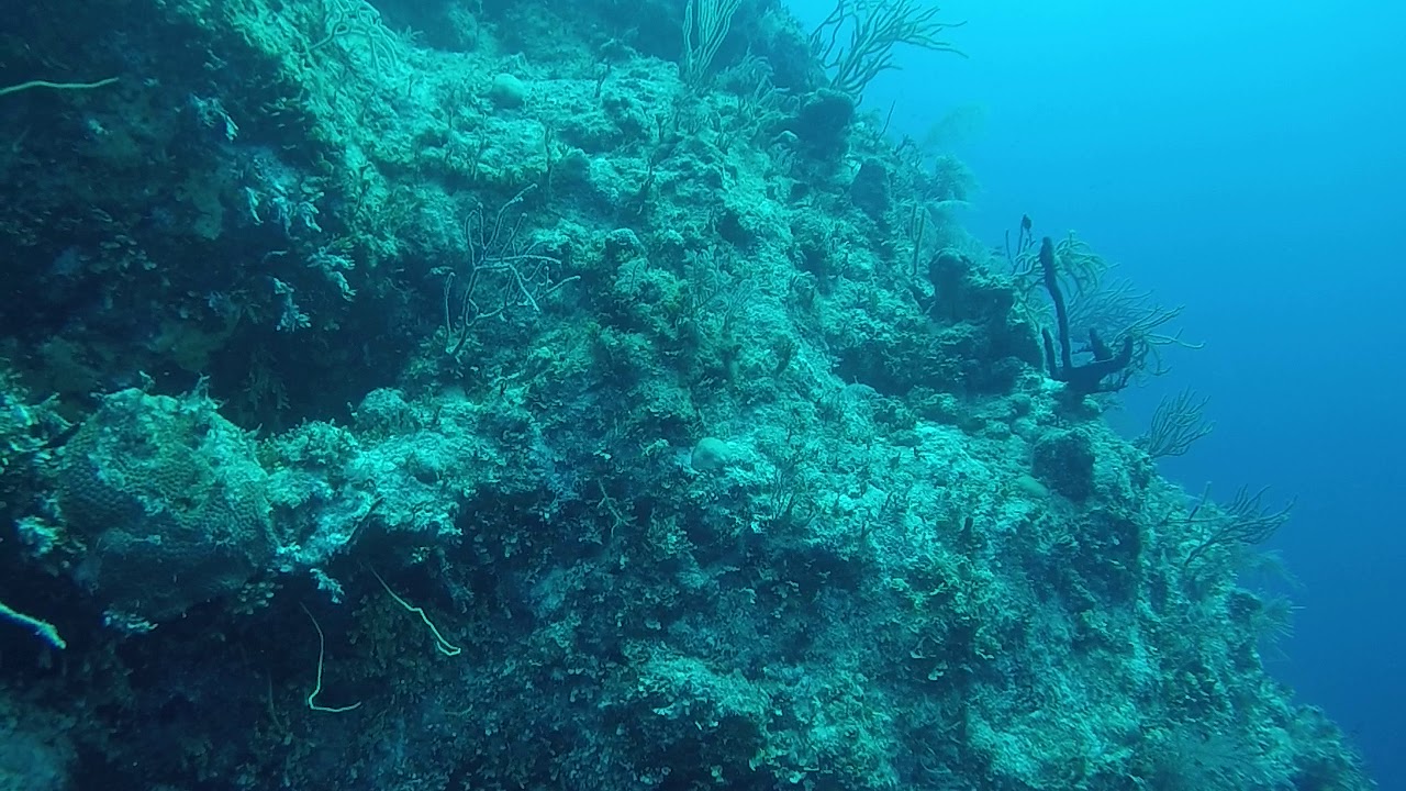 Stuart's Cove/Carnival Cruise Scuba Dive - YouTube