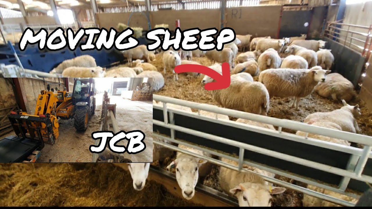 MOVING SHEEP FOR LAMBING AND JCB JOBS - YouTube