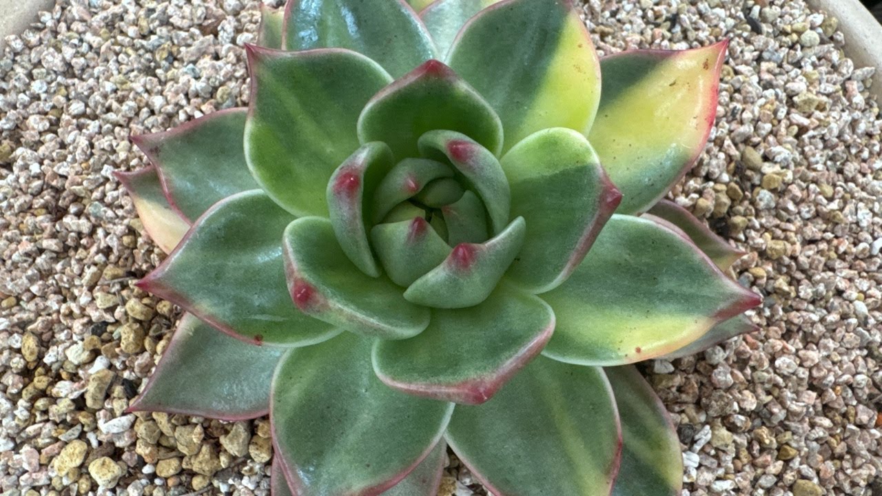 보톡스다육 금종자 초특금다육 금다육 특이금 색금 신품종 보스다육 특이금 금다육탑10ㅎ Youtube