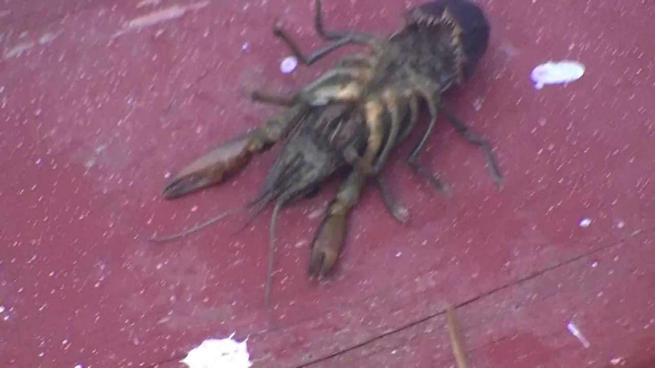 Unidentified Insect #3 - YouTube