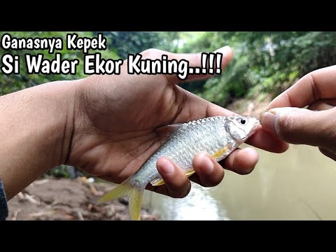 Tarikan Si Ekor Kuning Yang Ganas | Mancing Ikan Wader Kepek - YouTube