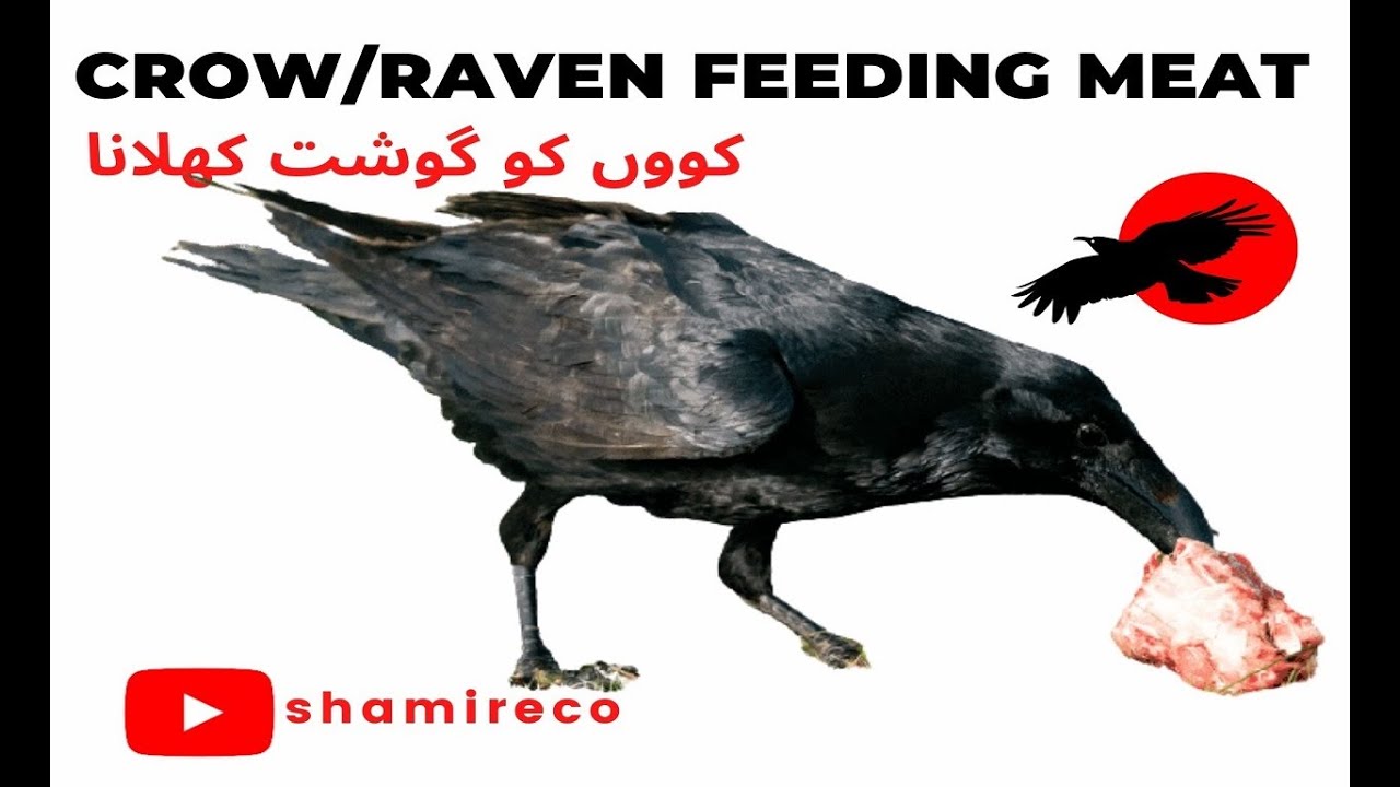 Thirsty Crow Story, Crow Raven eating meat, crow bird crowing sound ...