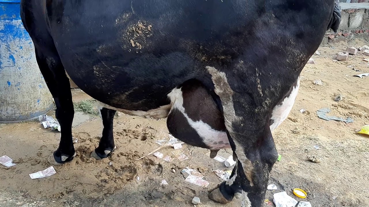 (100) BIG MIX BREED COW 35 LITRE MILK CAPACITY FOR SALE 8209136386 IN ...