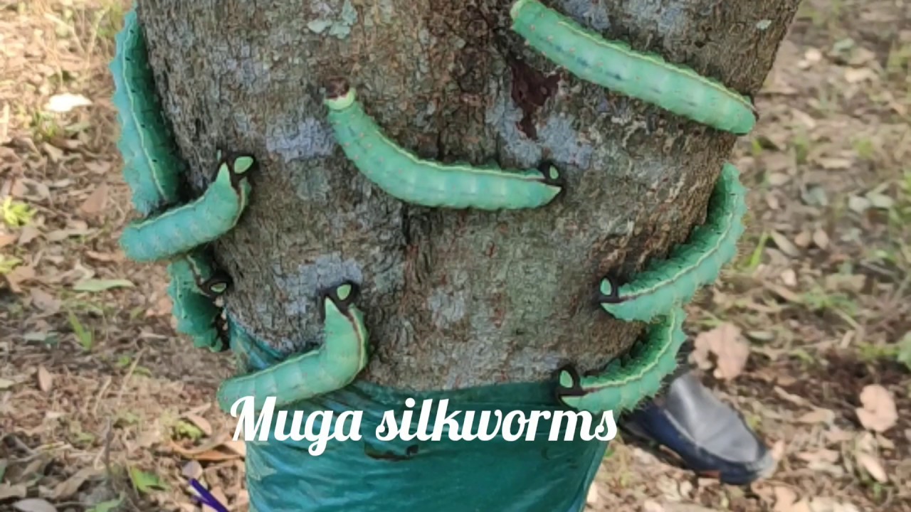 Silkworms that produce muga silk and they are found only in Assam ...