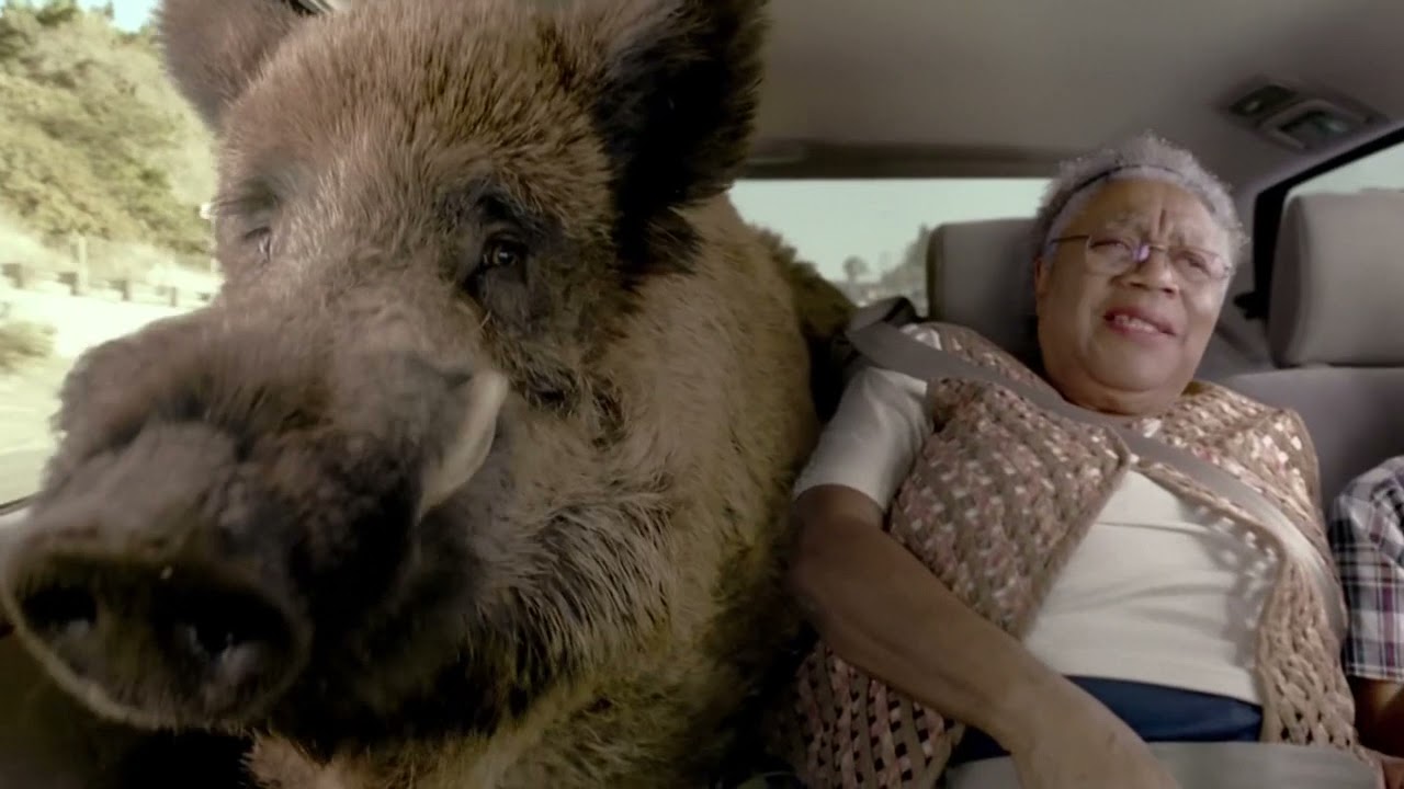 Pedigree Advertising | Adoption Drive | The best TV commercials - YouTube