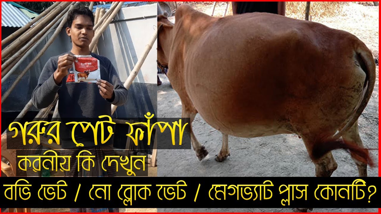 গবাদিপশুর পেট ফাপা || gorur pet phapa||পেট ফুলা রোগের ও চিকিৎসা ...
