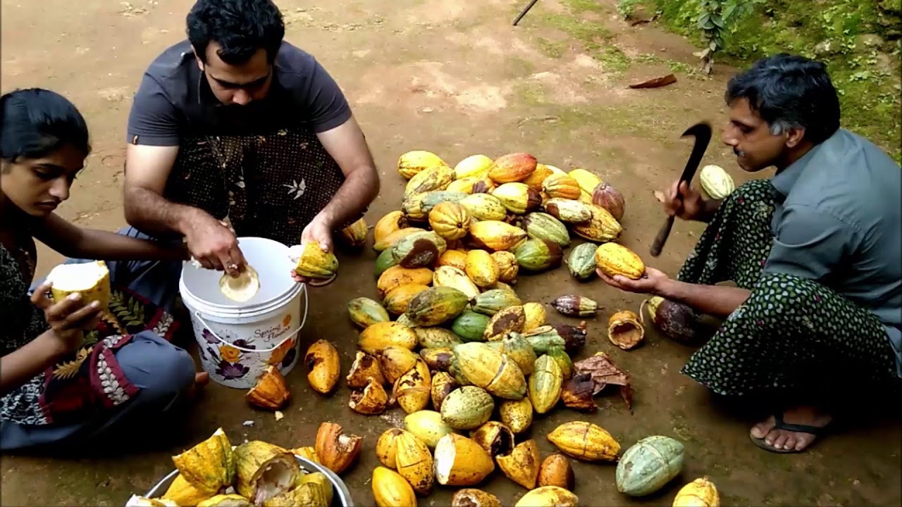 Automatic Cocoa Bean Separating Machine - YouTube
