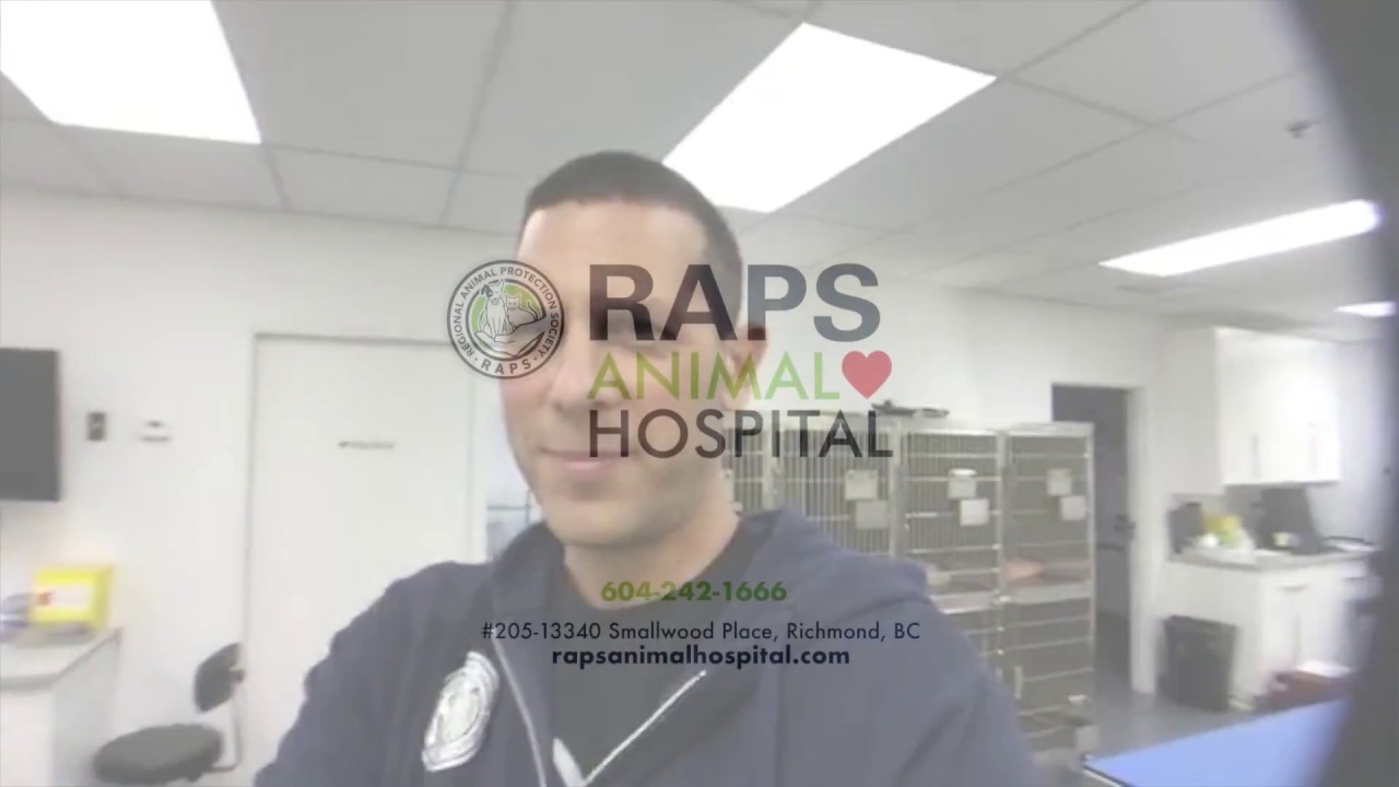 Whys is the RAPS Animal Hospital closed Mondays? - YouTube