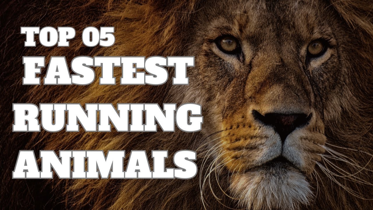 Top 5 Fastest Running Animals 🏃🌍 - YouTube