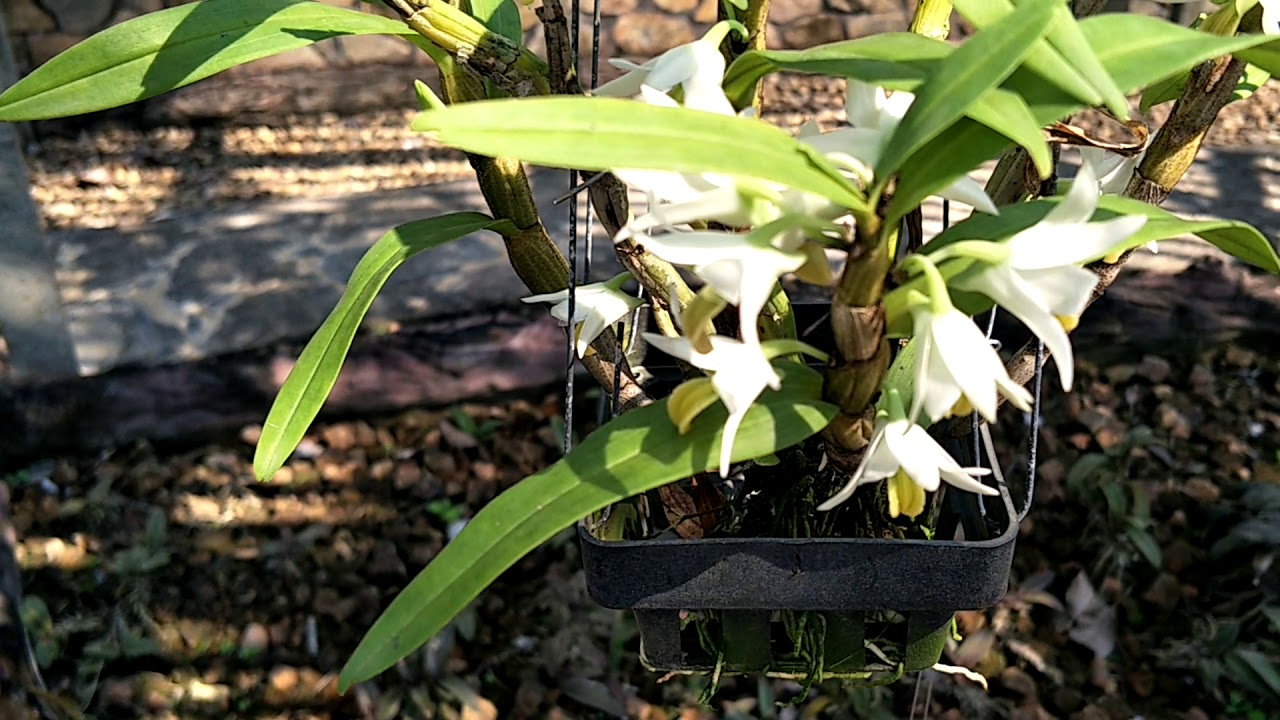 Dendrobium orchids in Thailand เอื้องแซะ Dendrobium scabrilingue Lindi ...
