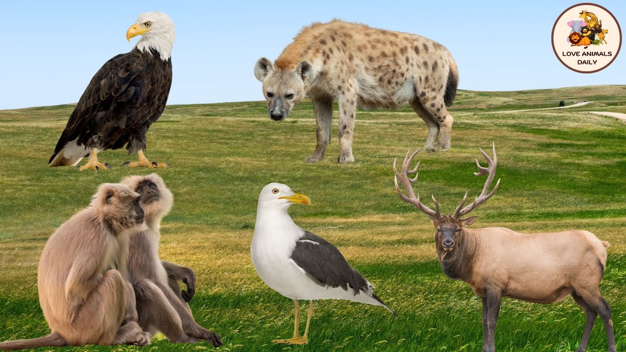 Cute Animal Sounds: Hyena, Eagle, Langurs, Elk, Seagull, Crab… | LOVE ...