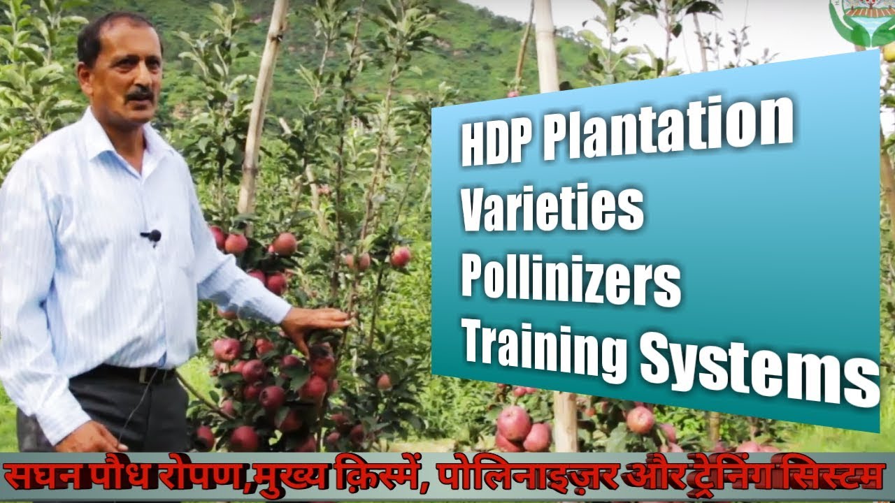 Information on HDP plantation, varieties, pollinizers and training ...