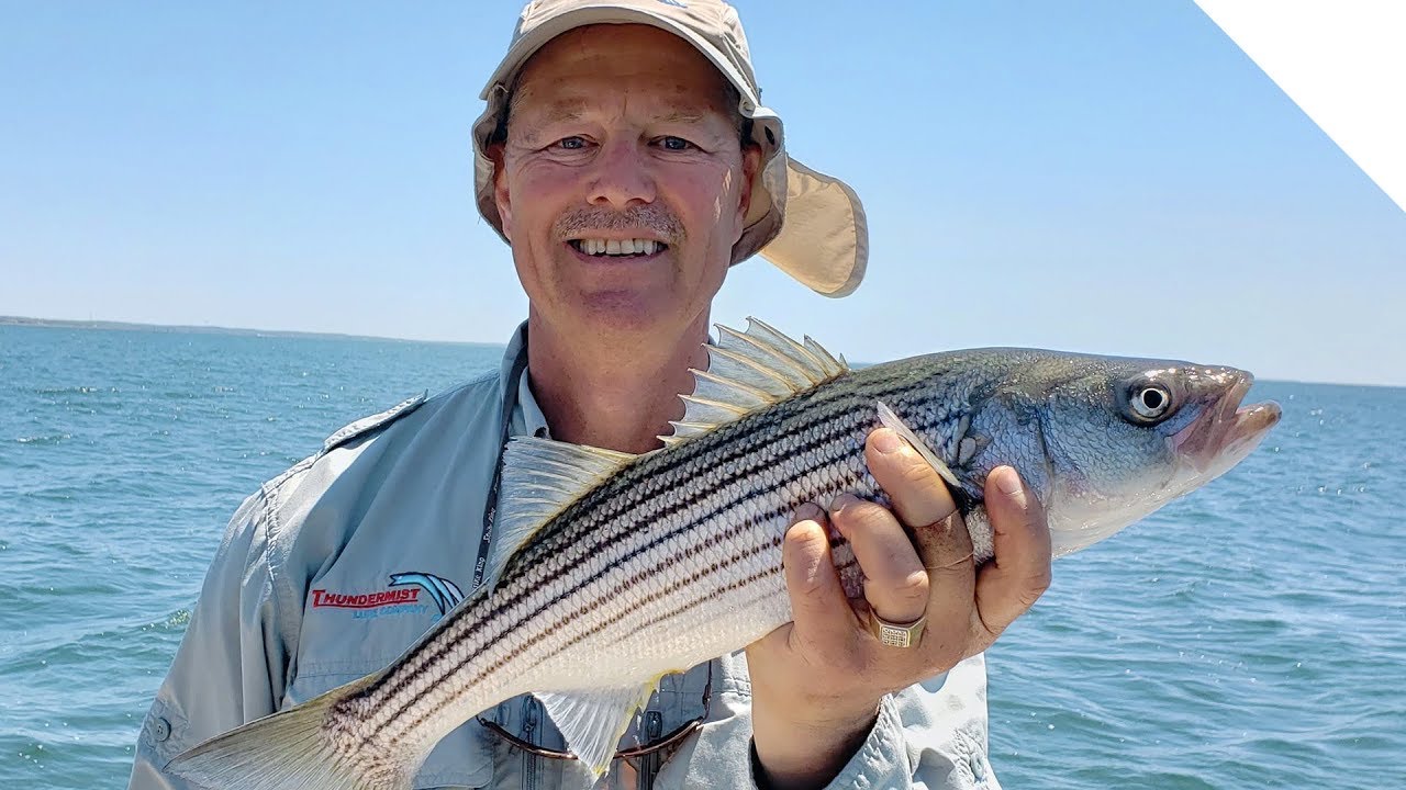 Jerkbait Schoolie Stripers - Amazing fish after fish action! - YouTube