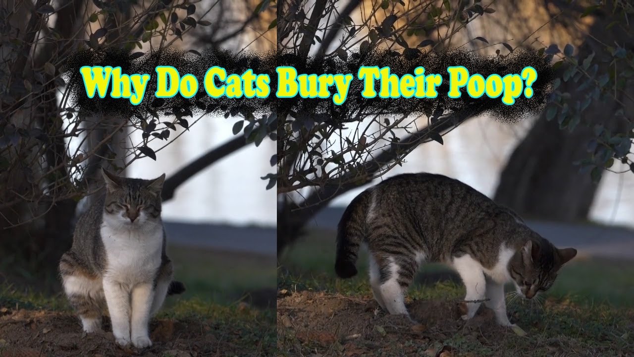 Burying feces is a common activity for cats, its a cat's natural ...