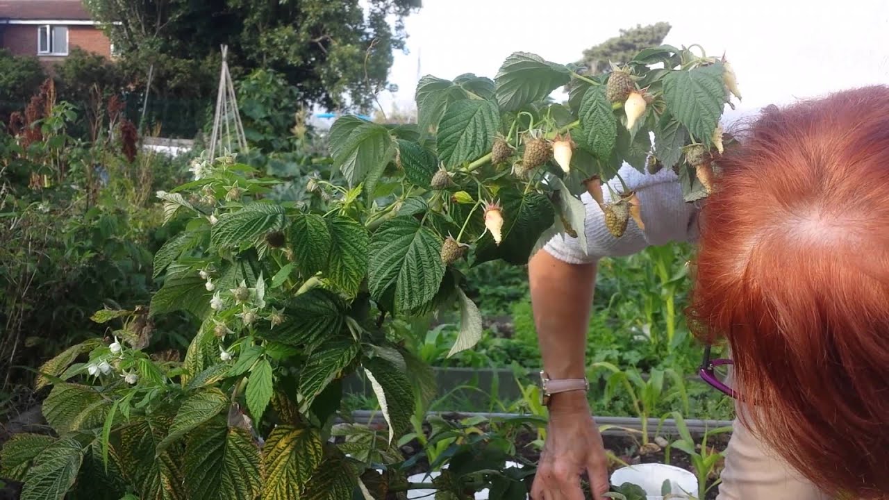 Giant Autumn Raspberry from Ken Muir Nursery - YouTube