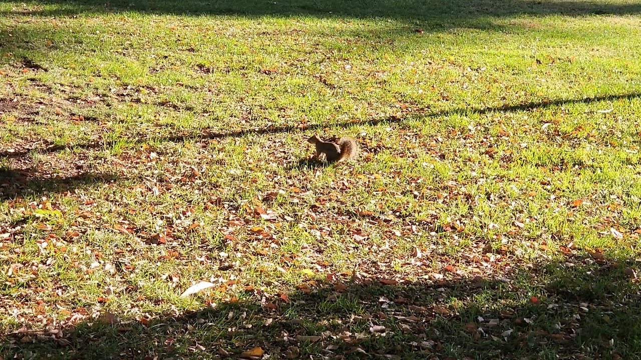 Squirrel At The Albert Winn Park 11 12 2024 Youtube 8919