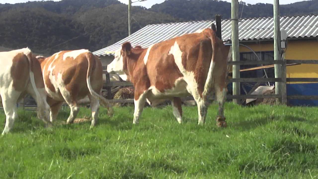 GANADO SIMENTAL EN BELMIRA ANTIOQUIA - YouTube
