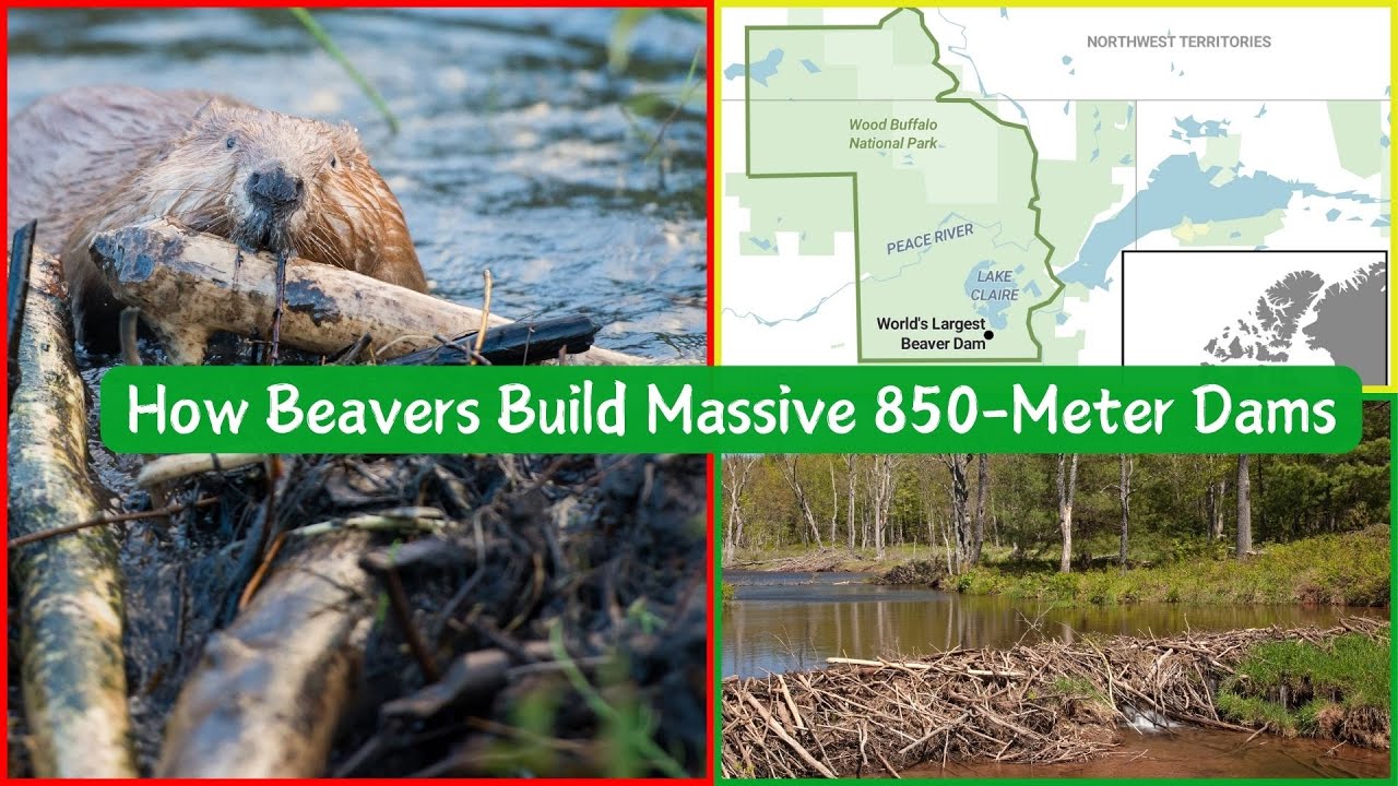Unbelievable Beaver Facts: Nature's Engineers Building the World's ...