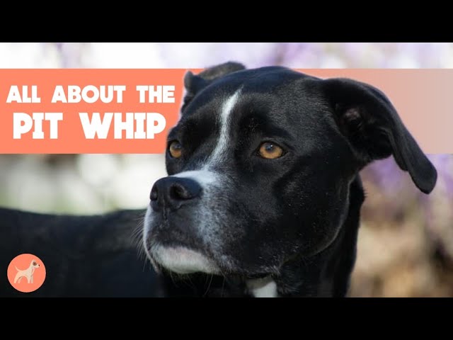 Incrocio Tra Pitbull E Whippet