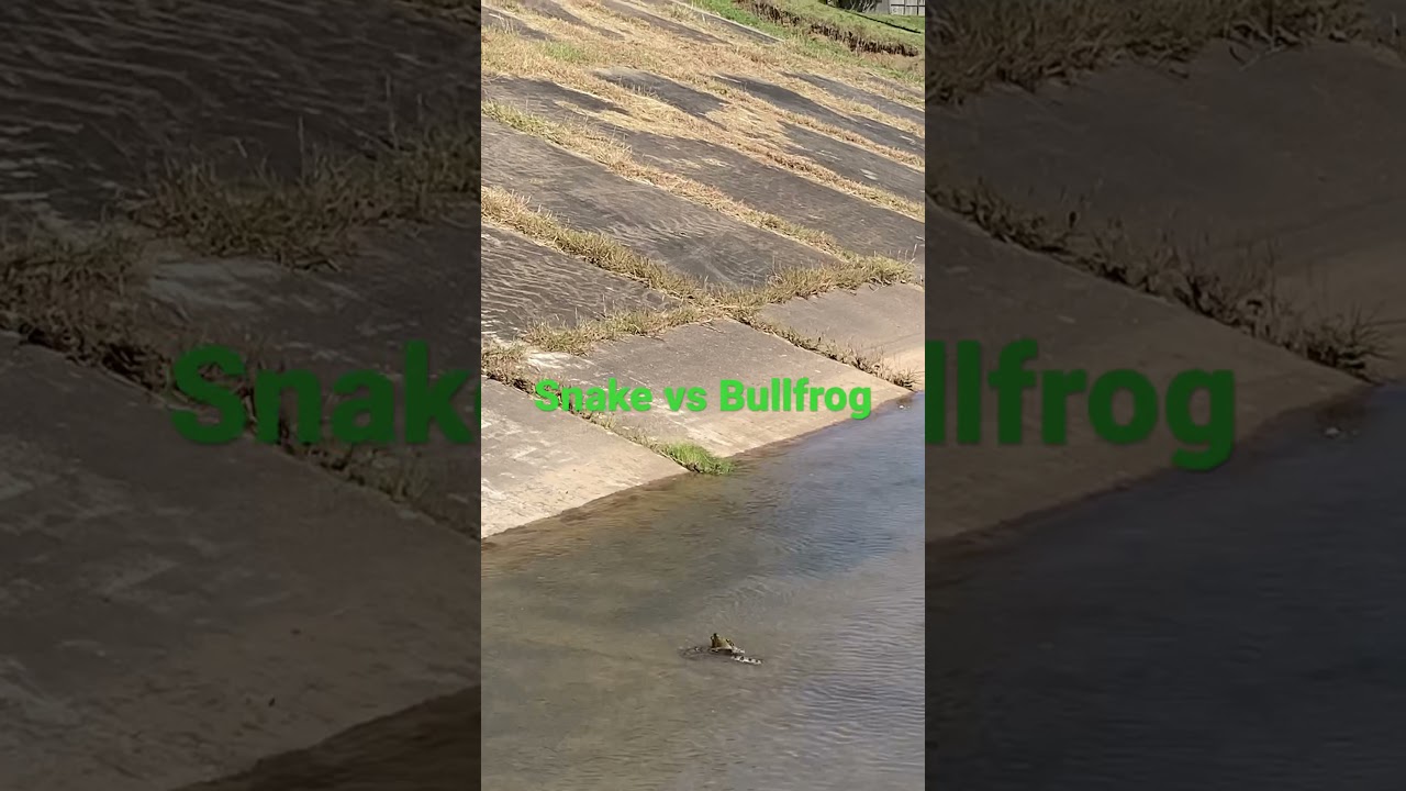Snake vs Bullfrog #shorts Battle for Life - YouTube