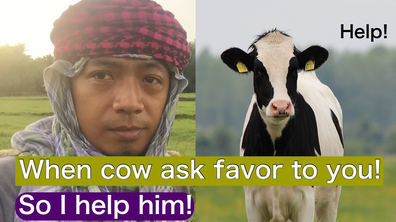 This cow ask for a favor to man - YouTube