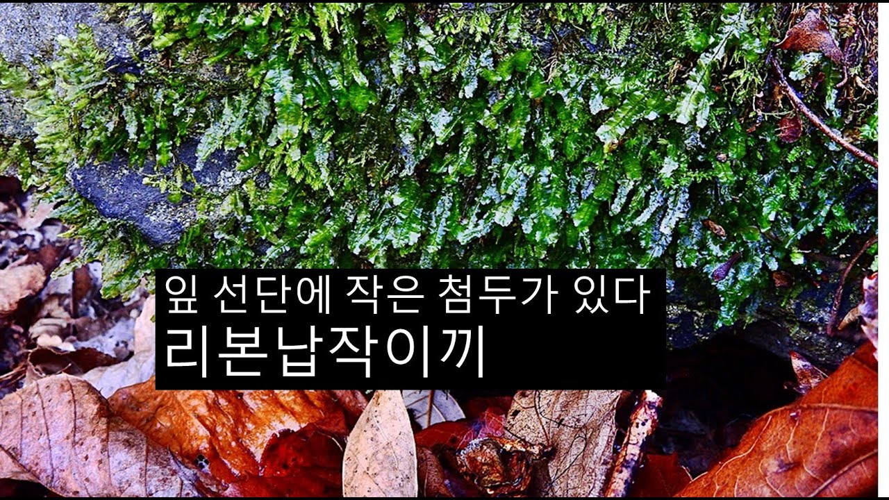 리본납작이끼 Neckeropsis nitidula (Mitt.) M. Fleisch. - YouTube