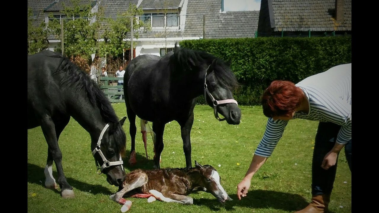 Unique Birth of a Foal - videotaped in our garden... - YouTube