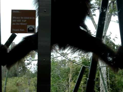 San Diego Zoo (A monkey peeing) - YouTube