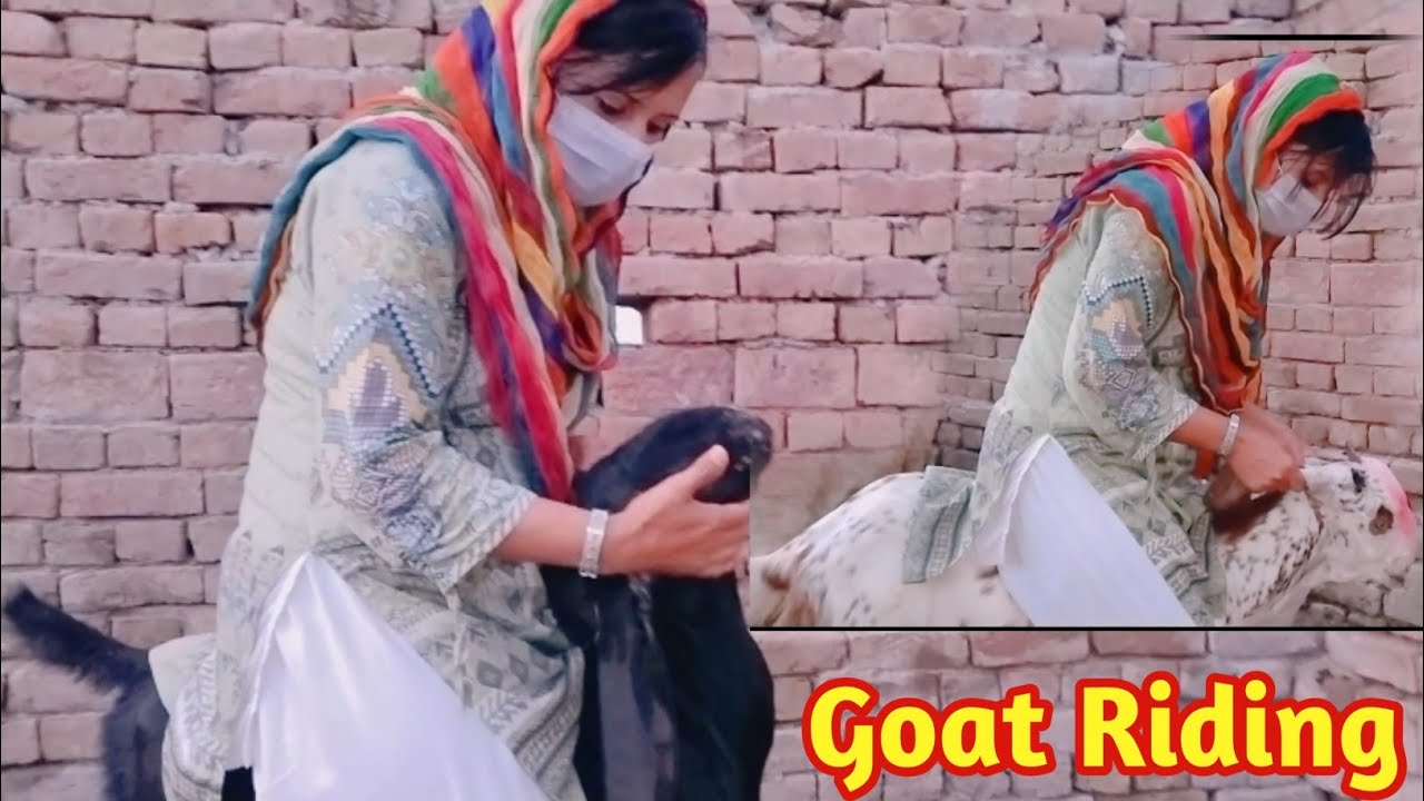 Riding Goats And Goat Milking ll Rj imrana official - YouTube