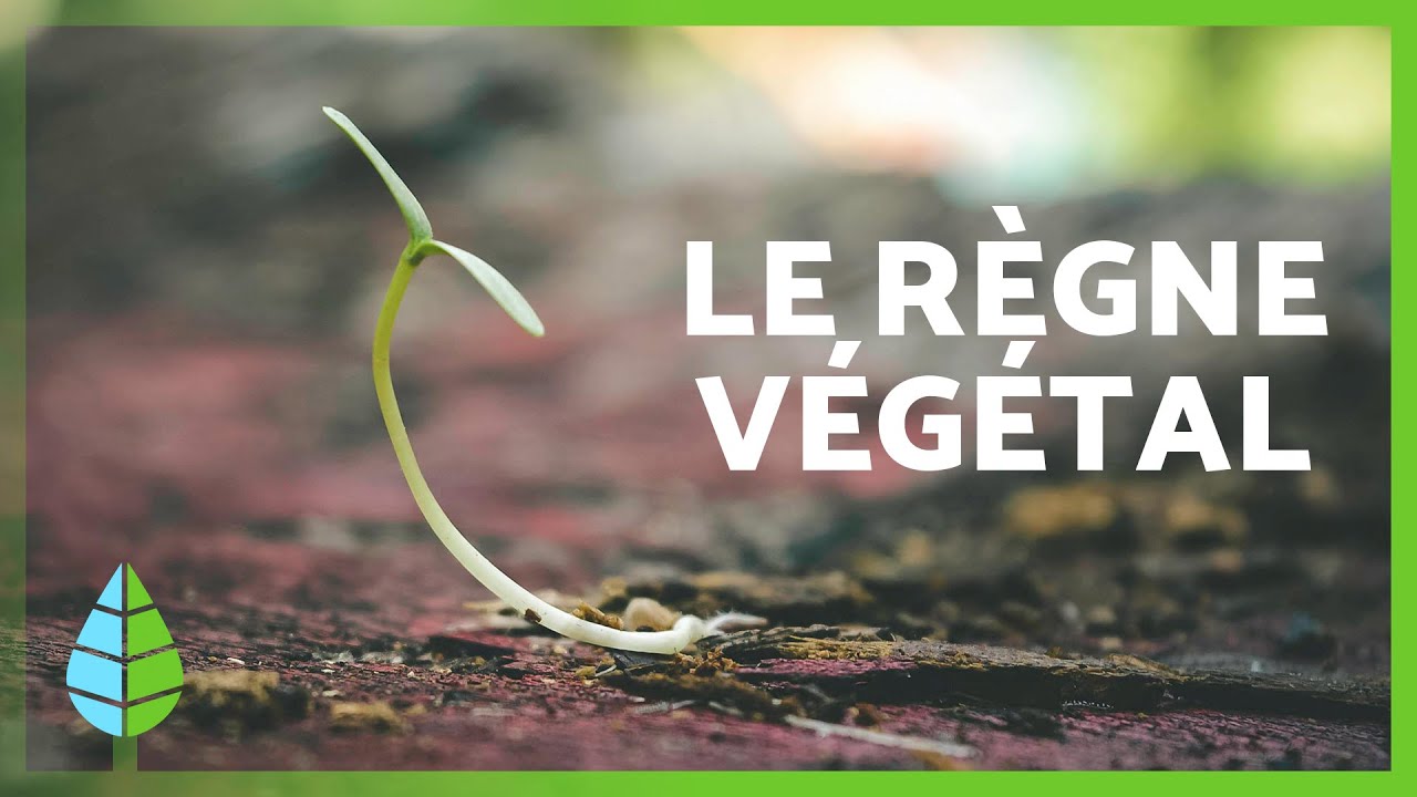 Le RÈGNE VÉGÉTAL 🌱🌸 (Classification, Traits Distinctifs, Grands Groupes ...