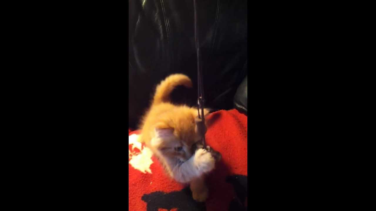 The Big Bang Theory - Sheldon's Soft Kitty - YouTube