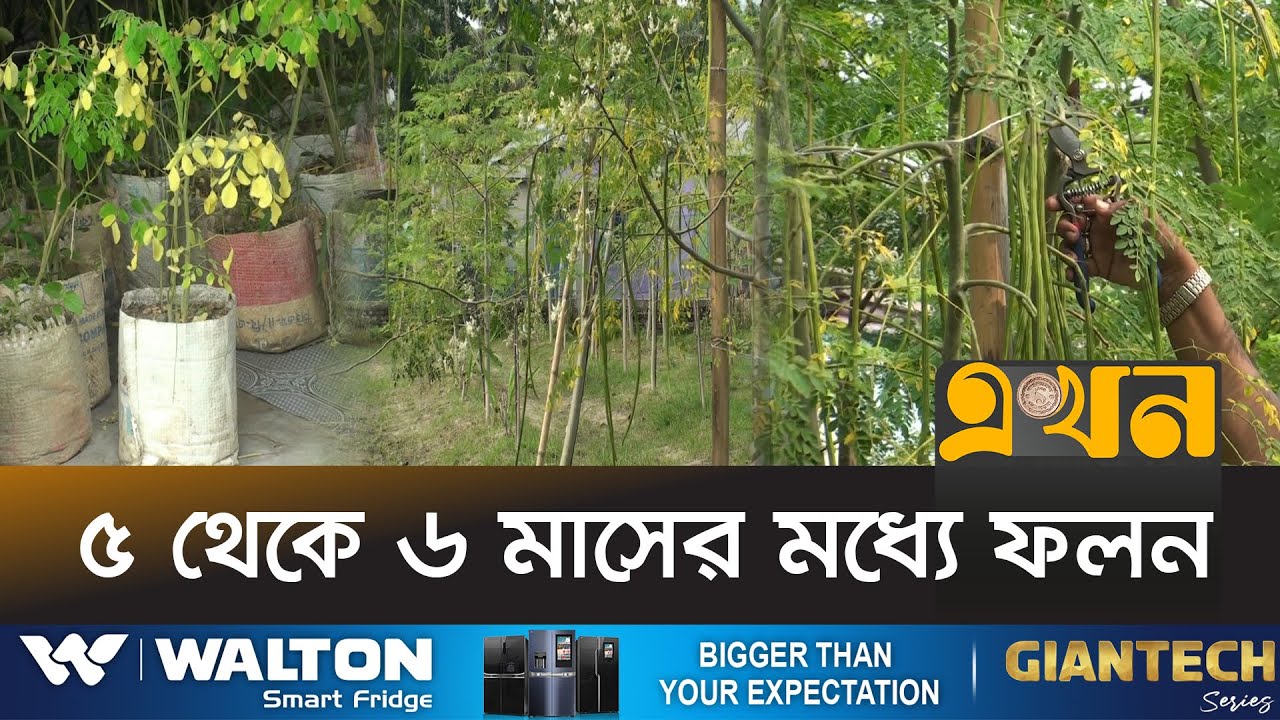 শেরপুরে ভারতীয় জাতের বারোমাসী সজনে চাষ | Moringa Tree | Sojne Gach ...