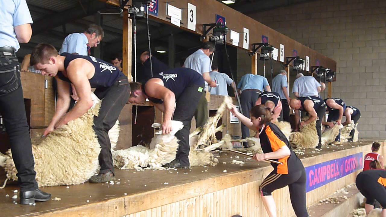 2014 Highland Show Sheep shearing Scottish National II of 2 - Watch in ...