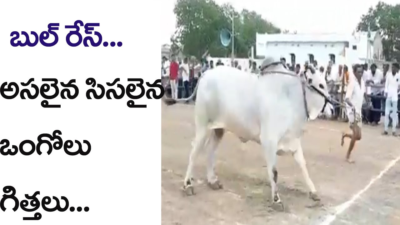 Amazing bull race ongole bulls - YouTube