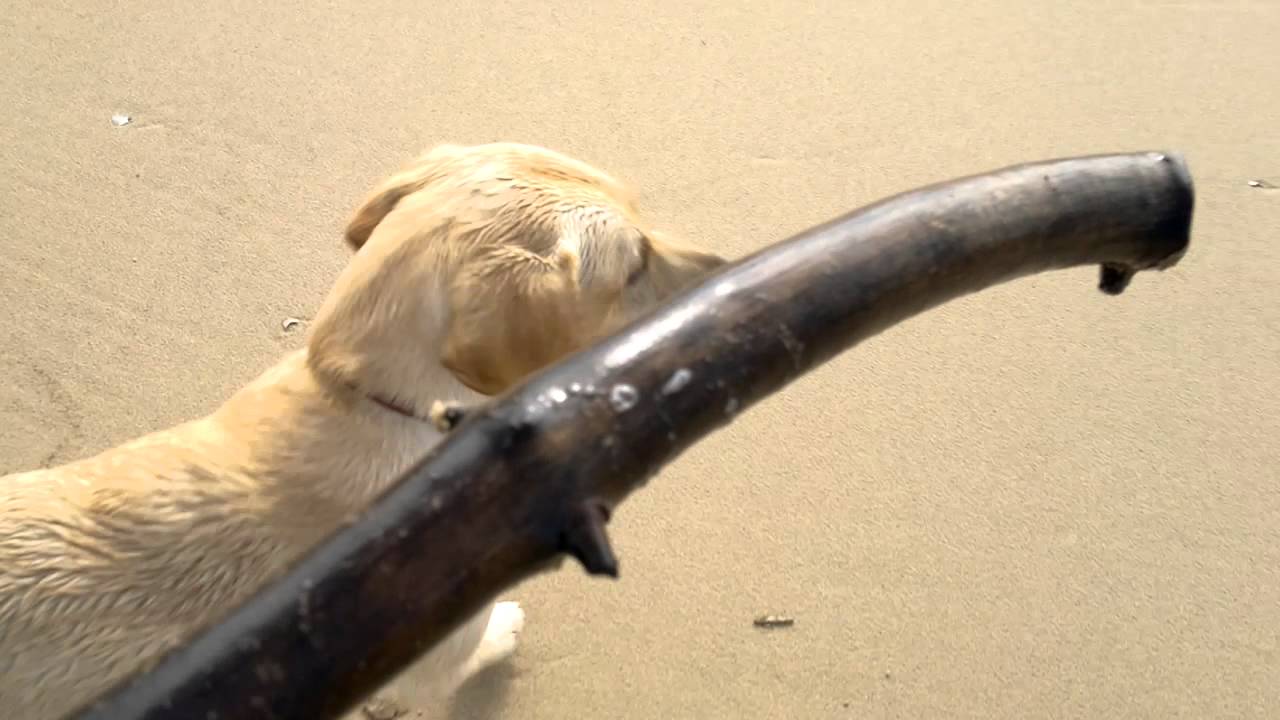 Charlie wants his stick!!! - YouTube