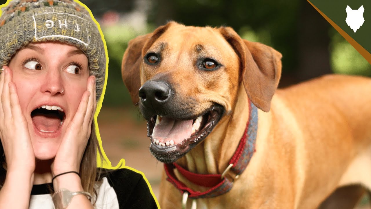 RIDGEBACK WITH CHILDREN AND PETS - YouTube