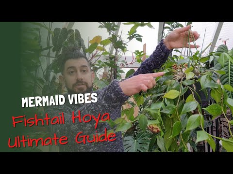 Get a Hoya Polyneura to Thrive | Blooms | Care & Tips