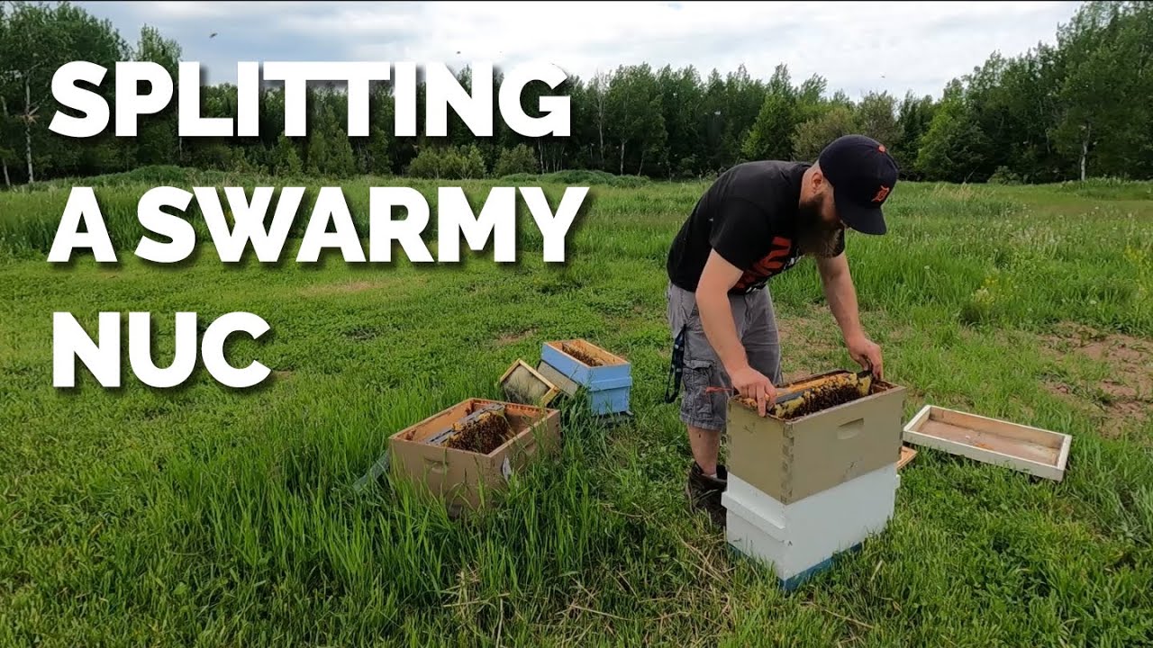 Splitting A Swarmy Nuc Into 4 Hives - YouTube